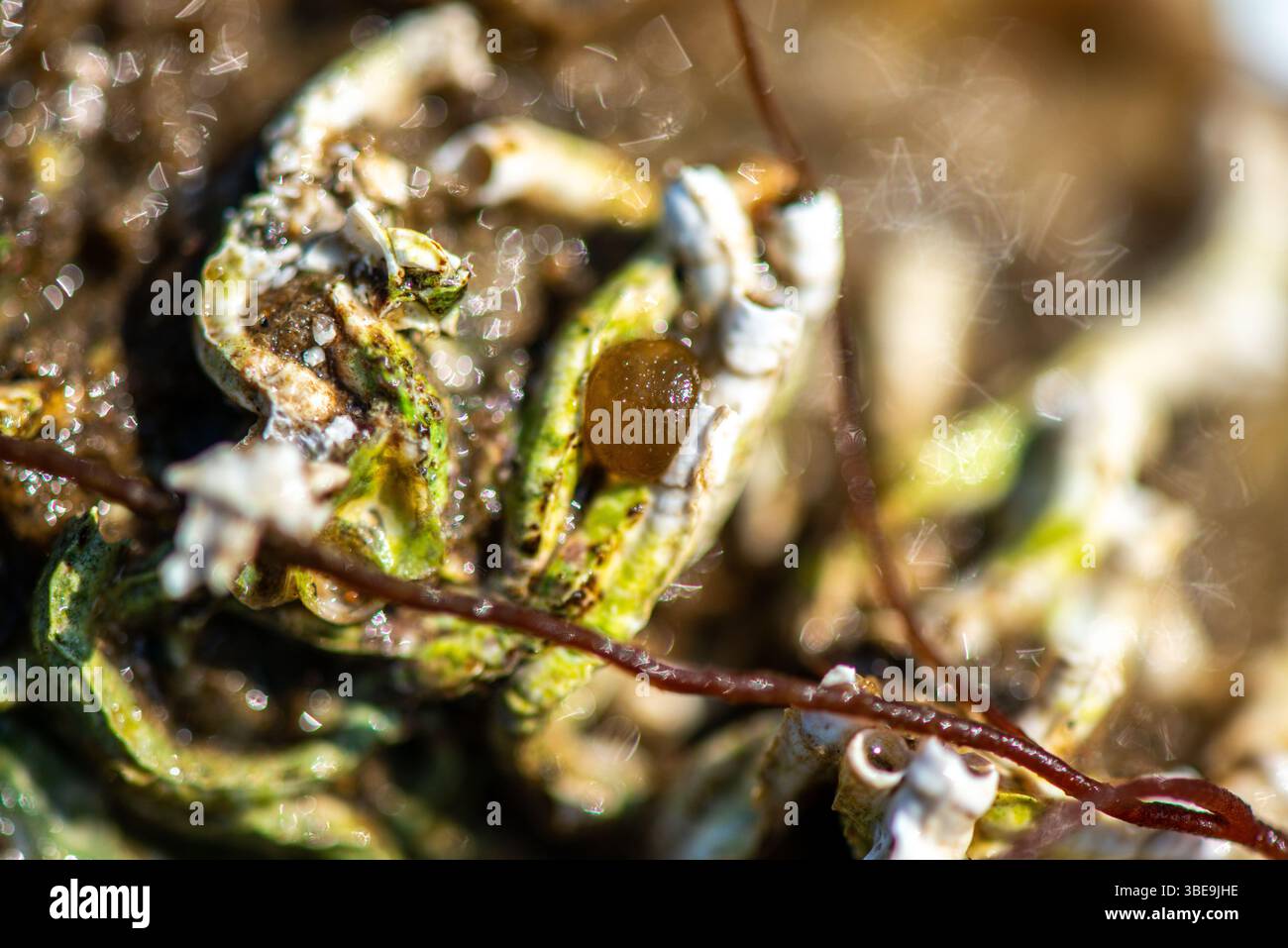 A detailed close-up of a marine shell encrusted with a rich community ...
