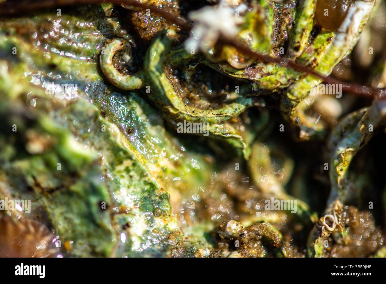 A detailed close-up of a marine shell encrusted with a rich community ...
