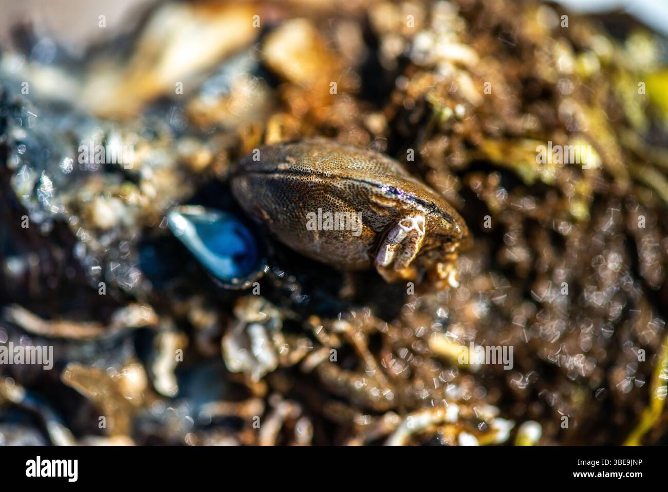 A detailed close-up of a marine shell encrusted with a rich community ...