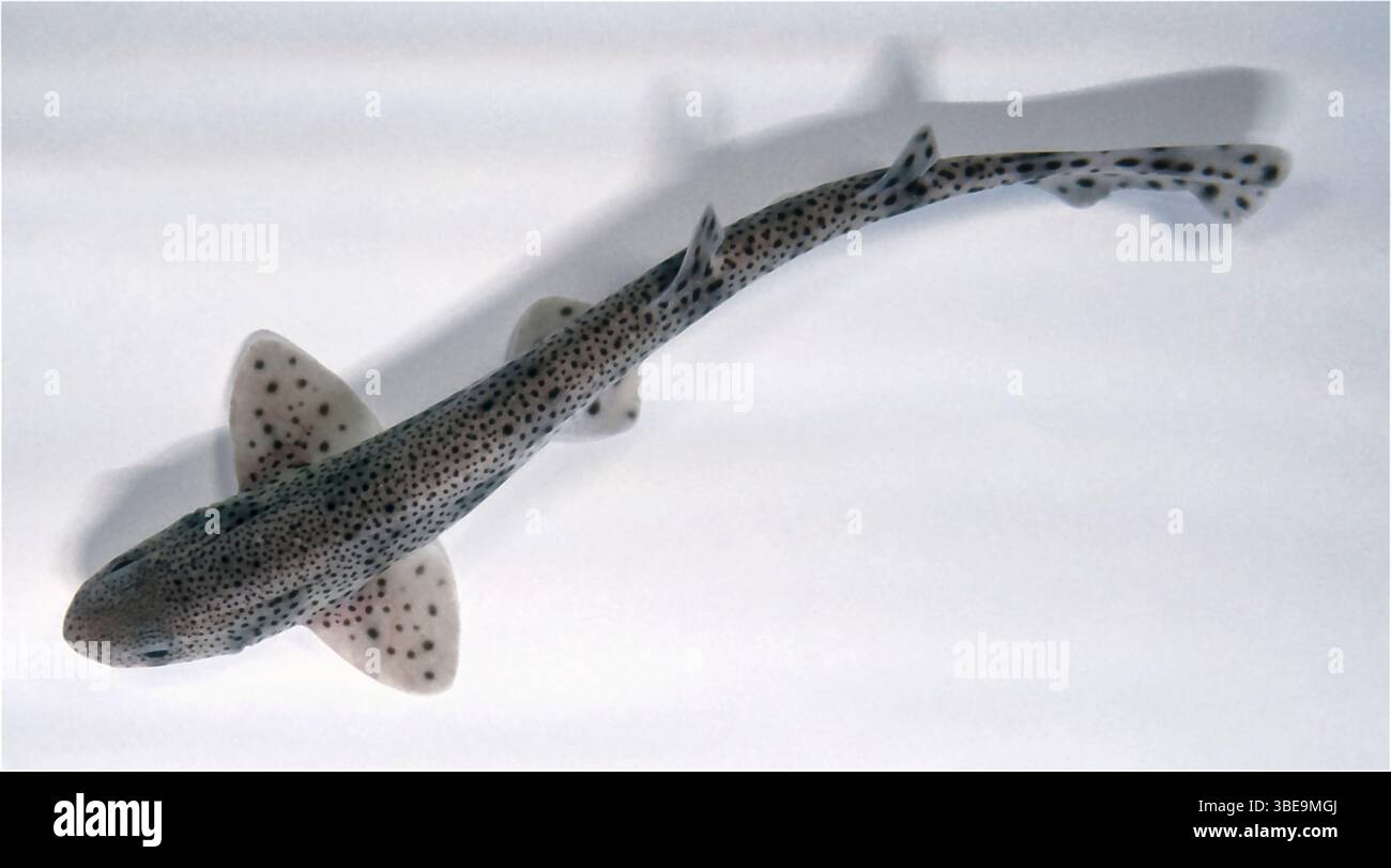 Swimming dogfish from above, second in 5 picture action sequence Stock ...