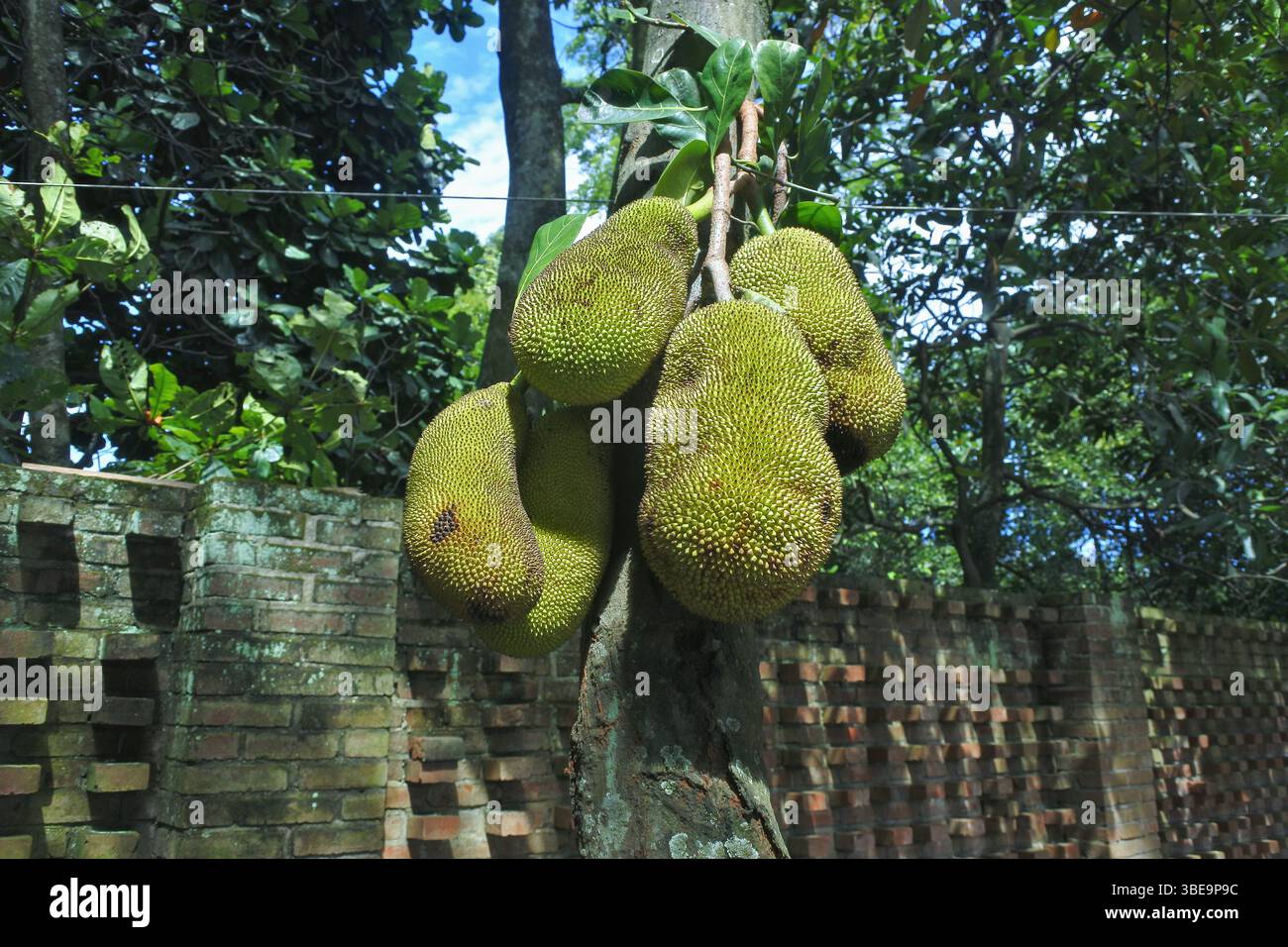 Unripe jackfruit still looks green and sticks hanging from the tree ...