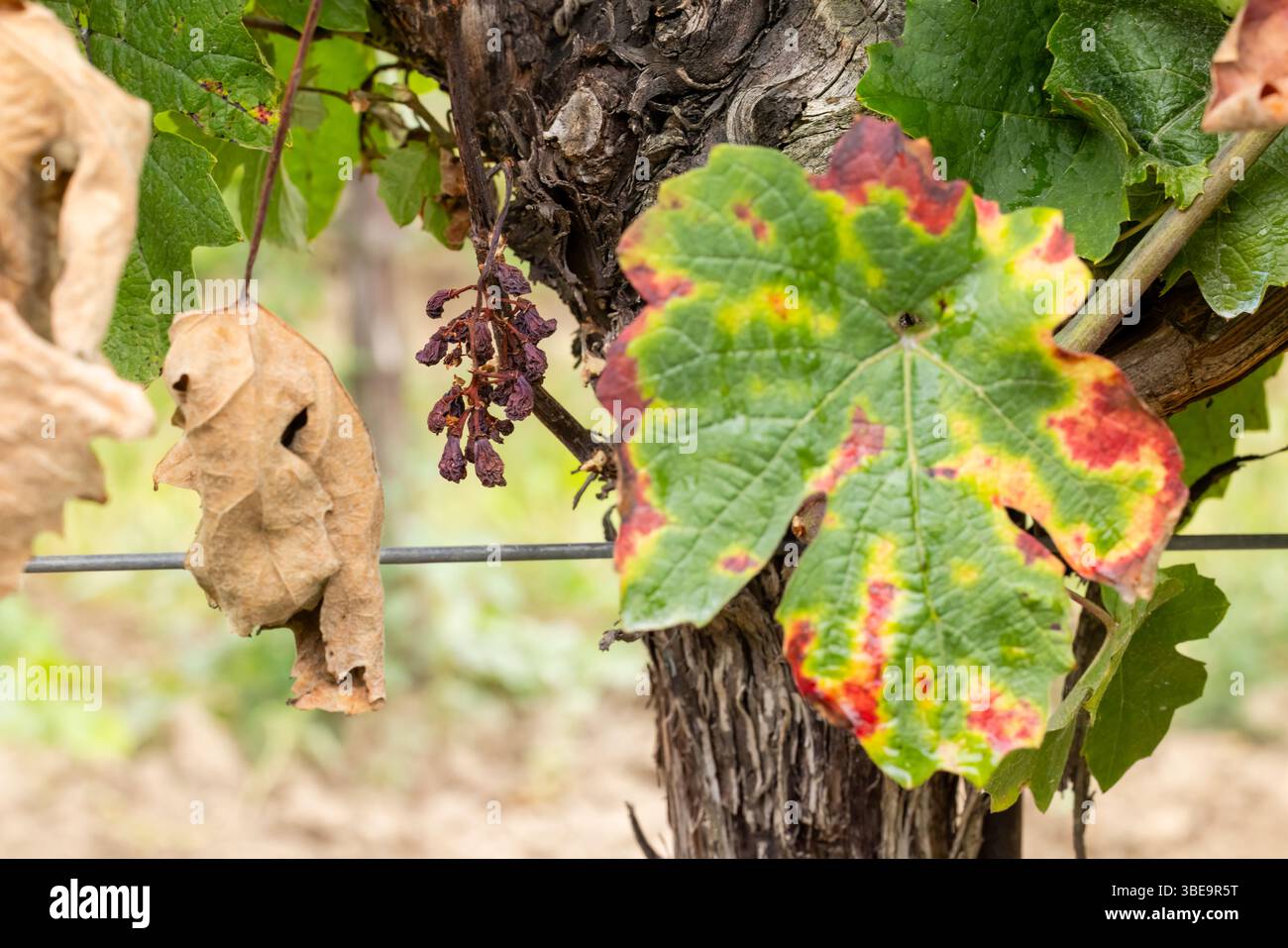 Close up of esca disease symptoms on grapevine, showing dried grapes ...