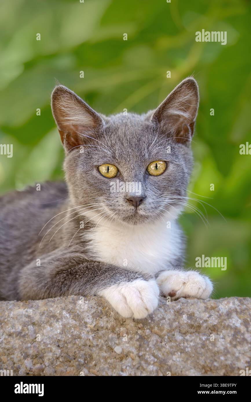 Cute kitten, bicolor grey and white, the young cat posing on a garden ...