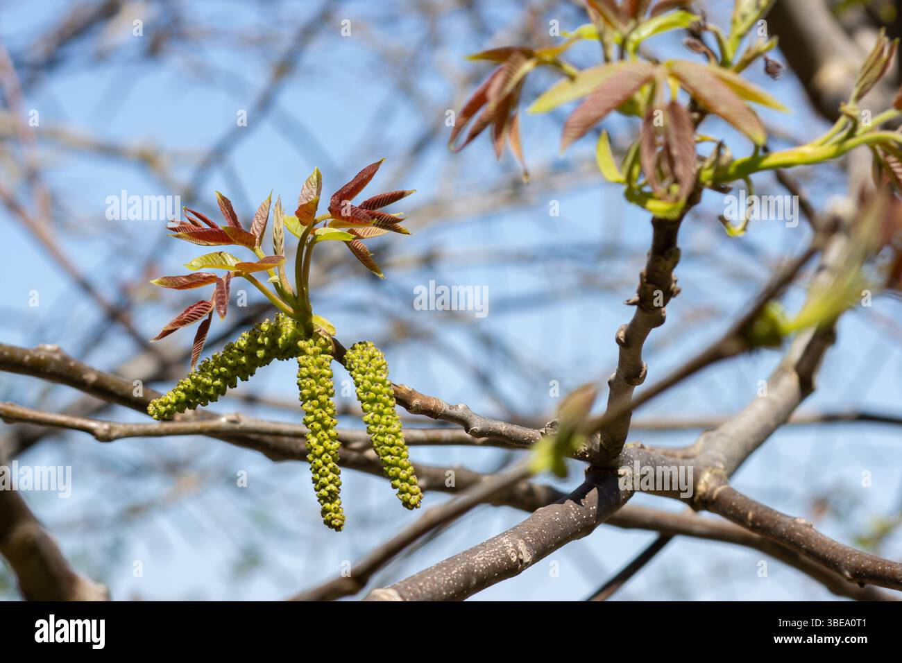 Flowering branches walnut in hi-res stock photography and images - Alamy
