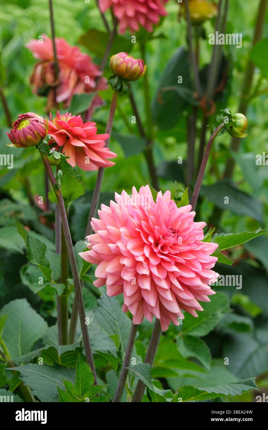 Dahlia Salmon Runner, decorative, salmon pink flowers Stock Photo - Alamy