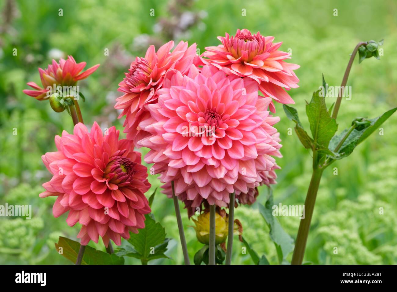 Dahlia Salmon Runner, decorative, salmon pink flowers Stock Photo - Alamy