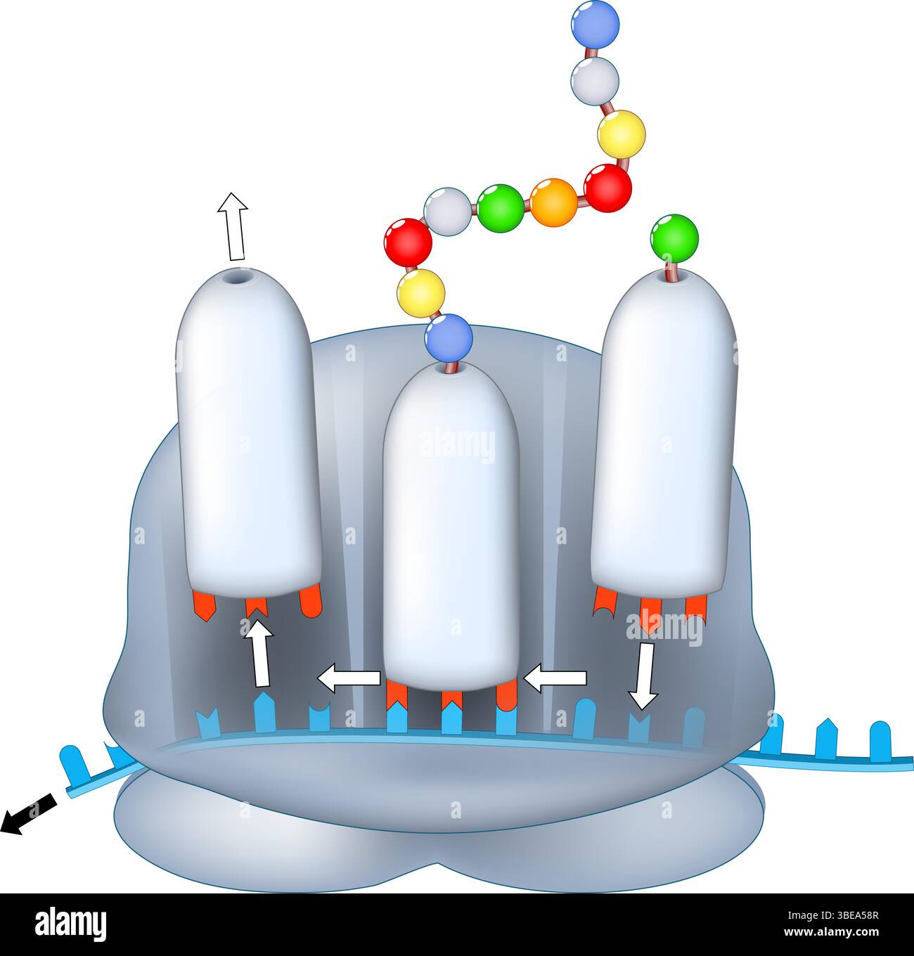 Ribosome structure and anatomy. Biological protein synthesis. mRNA translation. Vector ...