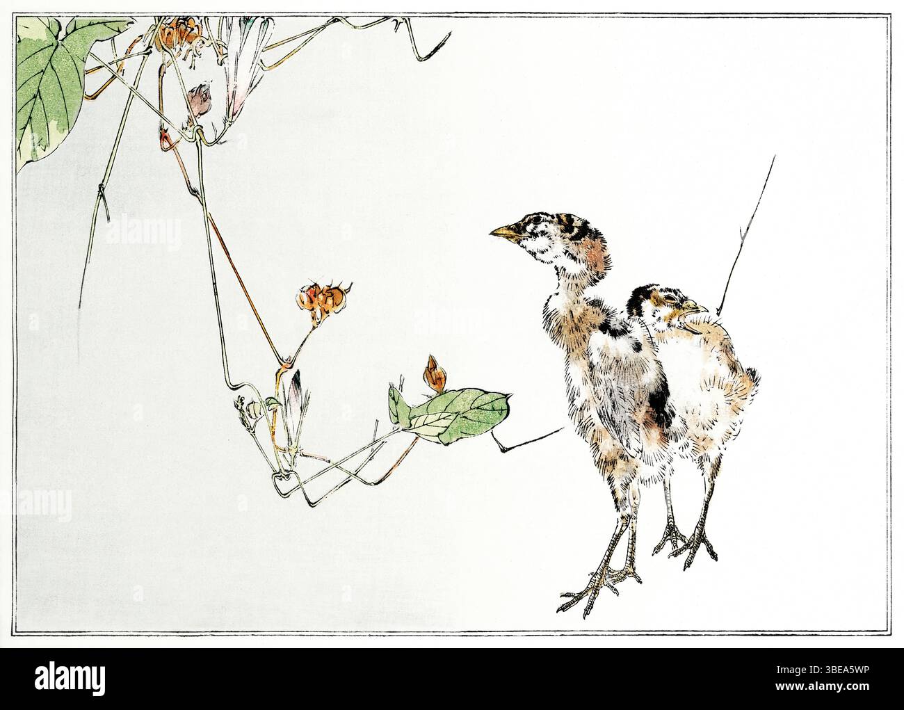 Restored illustration of wild ducklings by Watanabe Seitei (1890), from ...