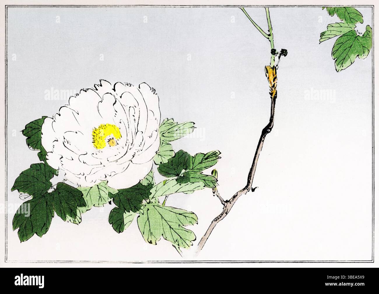 Delicate white flower blossomed illustration by Watanabe Seitei (1890 ...