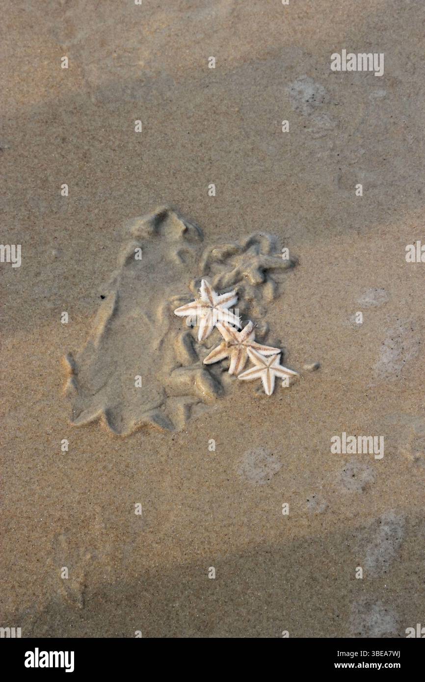 Cluster of Starfish on Wet Sandy Beach Stock Photo - Alamy