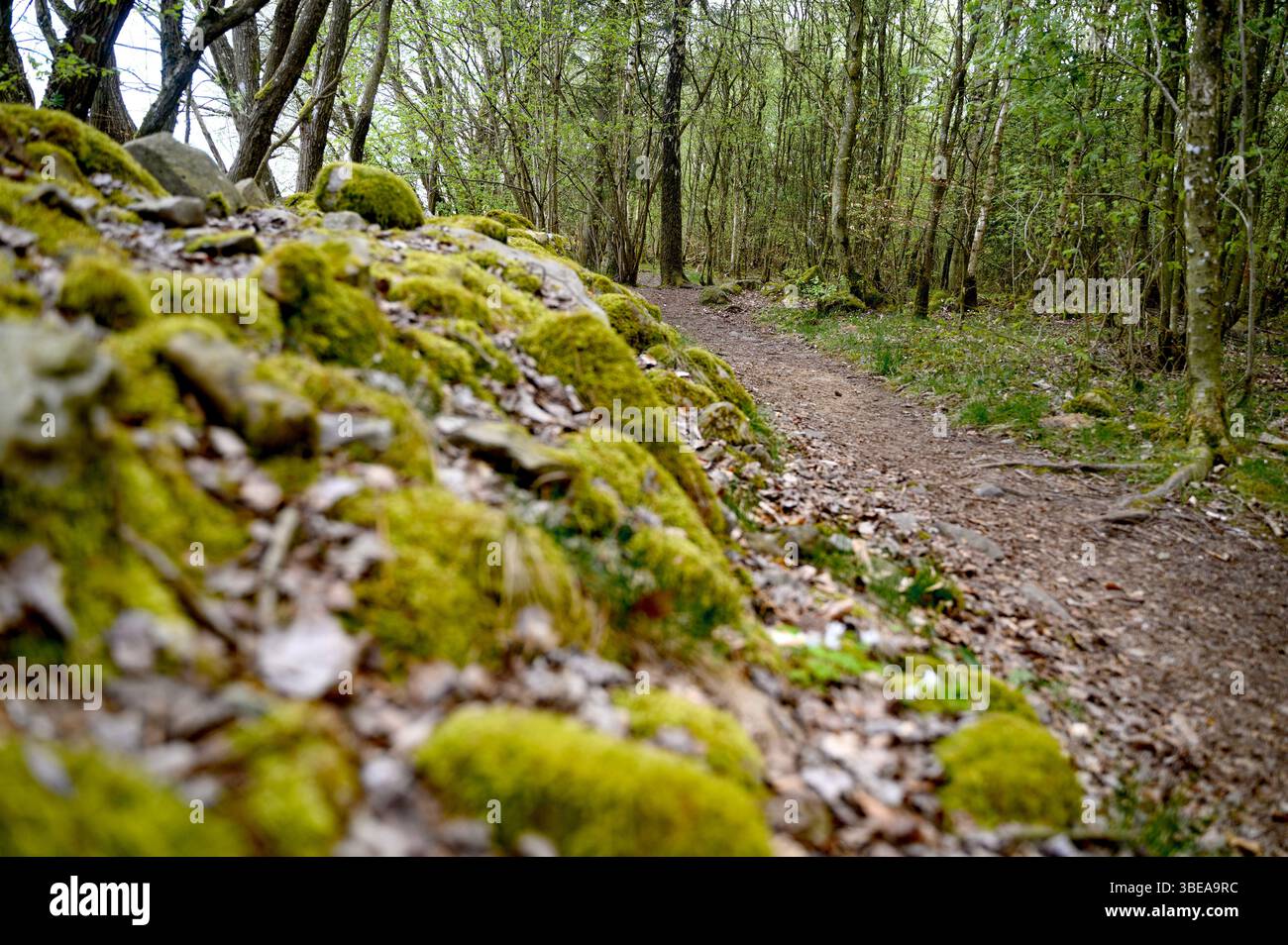 Beautiful forest or woods path with moss. Skrylle naturreservat Skane ...