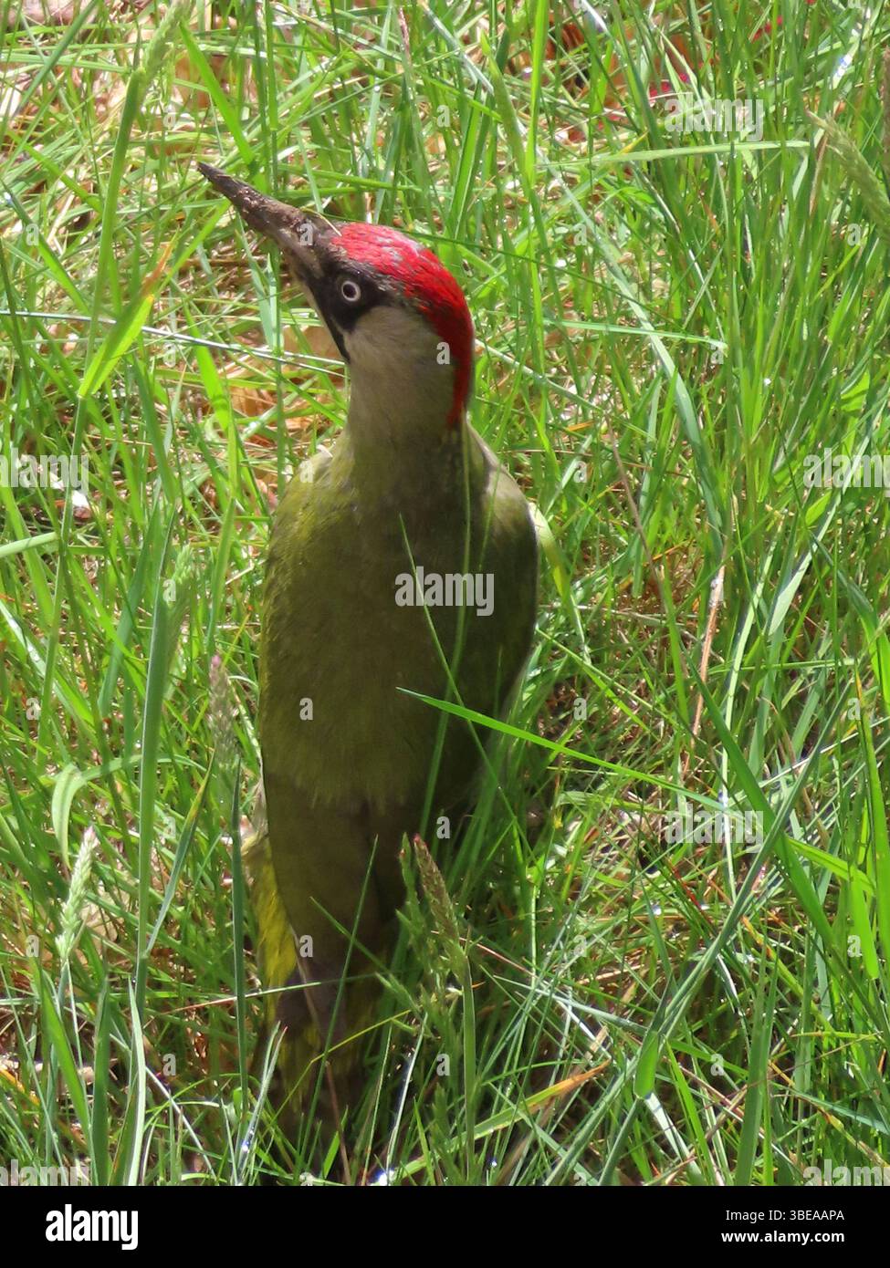 ...allzeit fluchtbereit in Sicherheit durch Wachsamkeit...so koennte ...