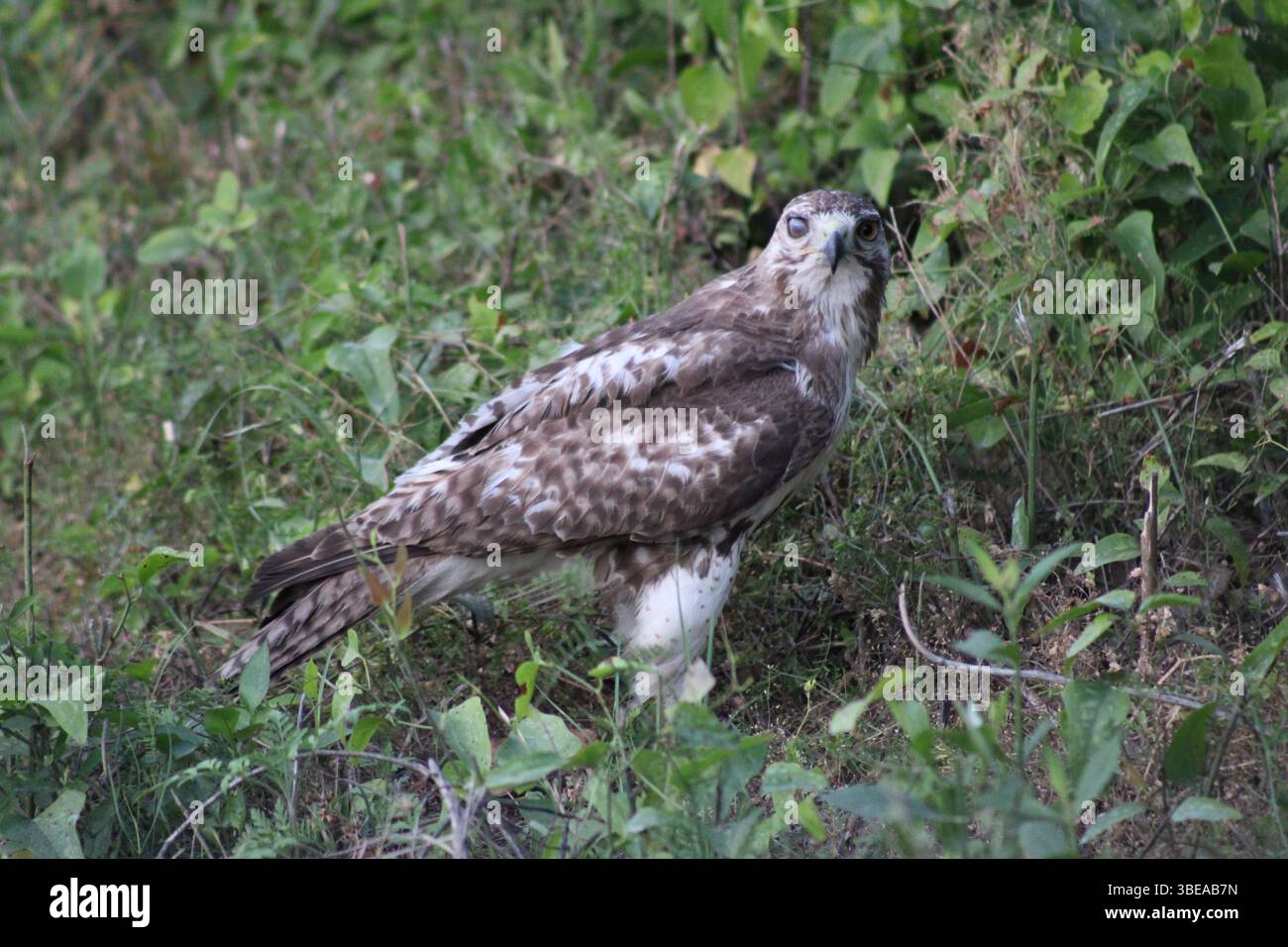 Redtail hunting hi-res stock photography and images - Alamy