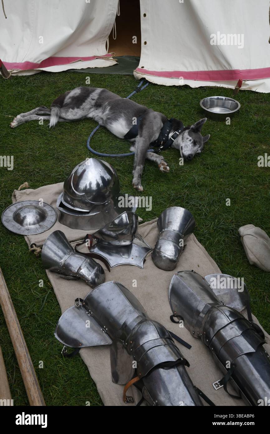 Knight armour and dog Stock Photo - Alamy
