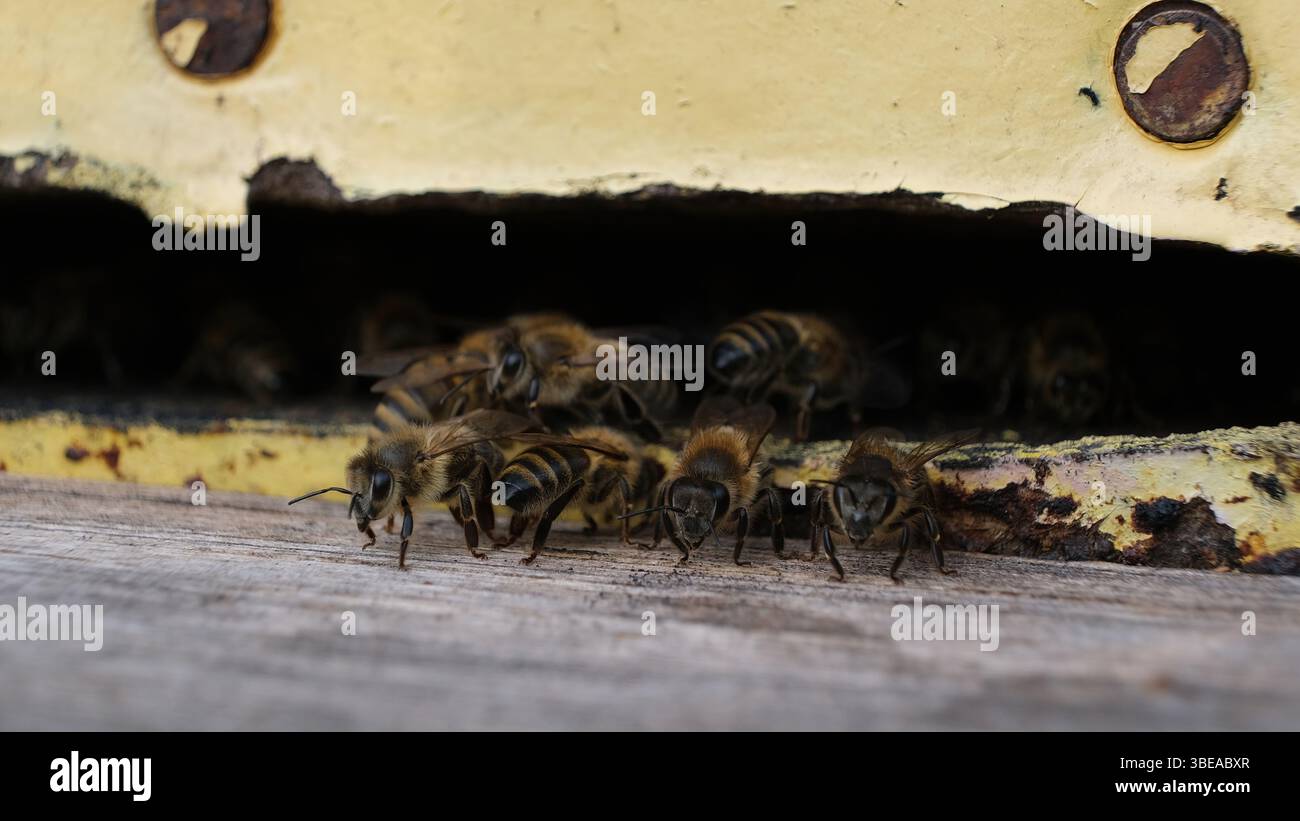 Honey bees entering exiting hi-res stock photography and images - Alamy