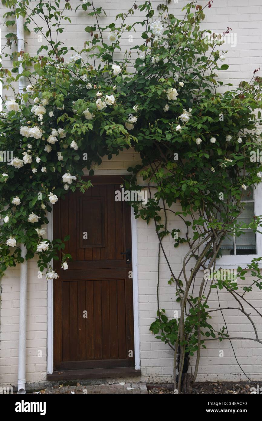 Roses around the door hi-res stock photography and images - Alamy