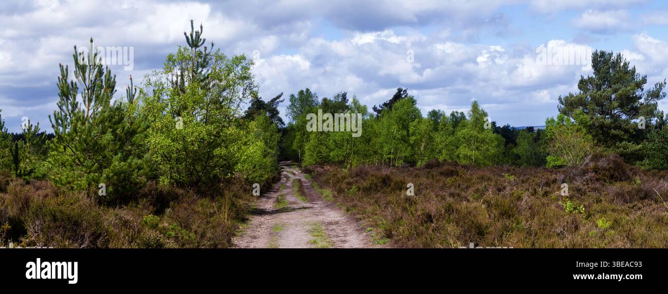 Woodland landscape image hi-res stock photography and images - Alamy