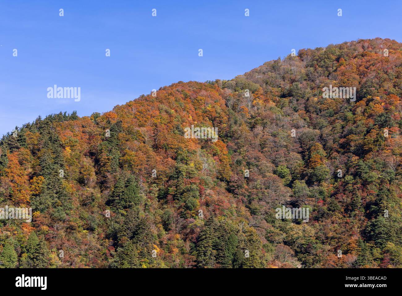 Colorful Japanese hillside in fall featuring diverse tree species in ...