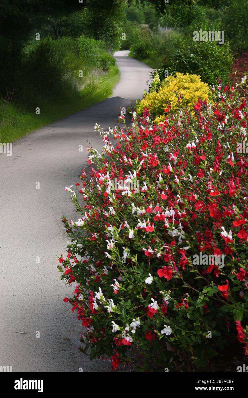 Salvia 'hot lips' Stock Photo - Alamy