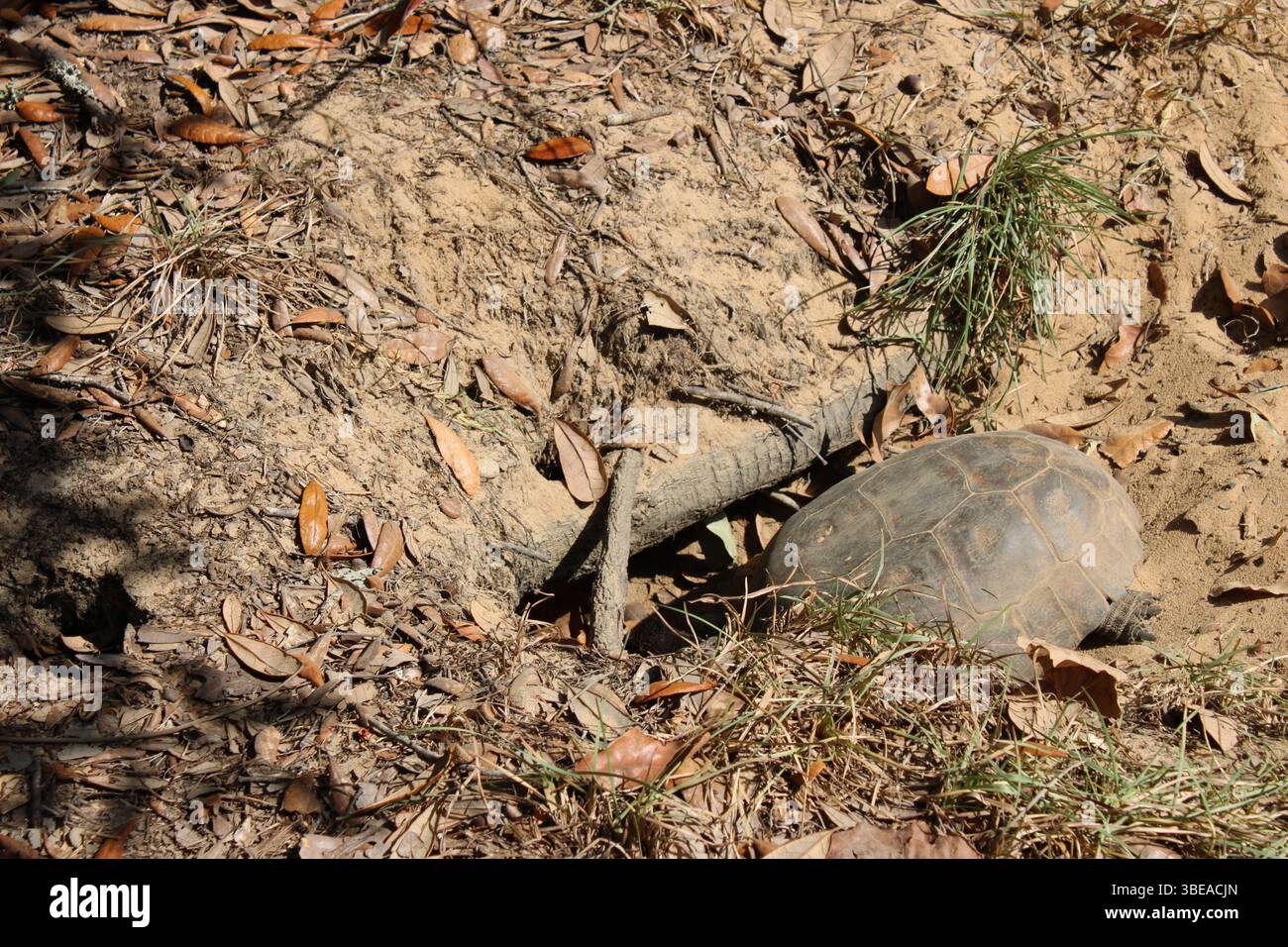 Threatenedspecies hi-res stock photography and images - Alamy