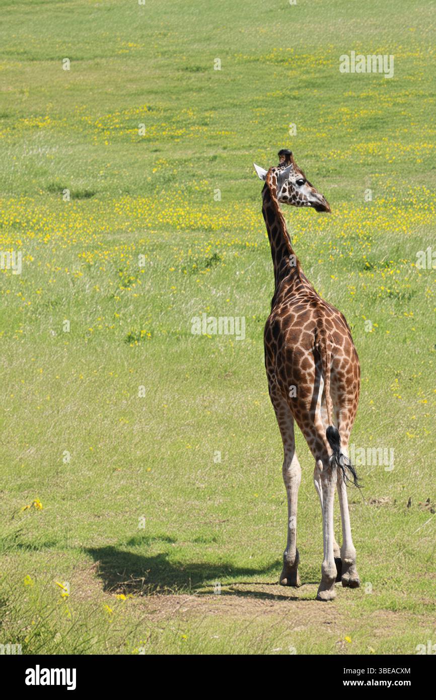 African bush encounter hi-res stock photography and images - Alamy