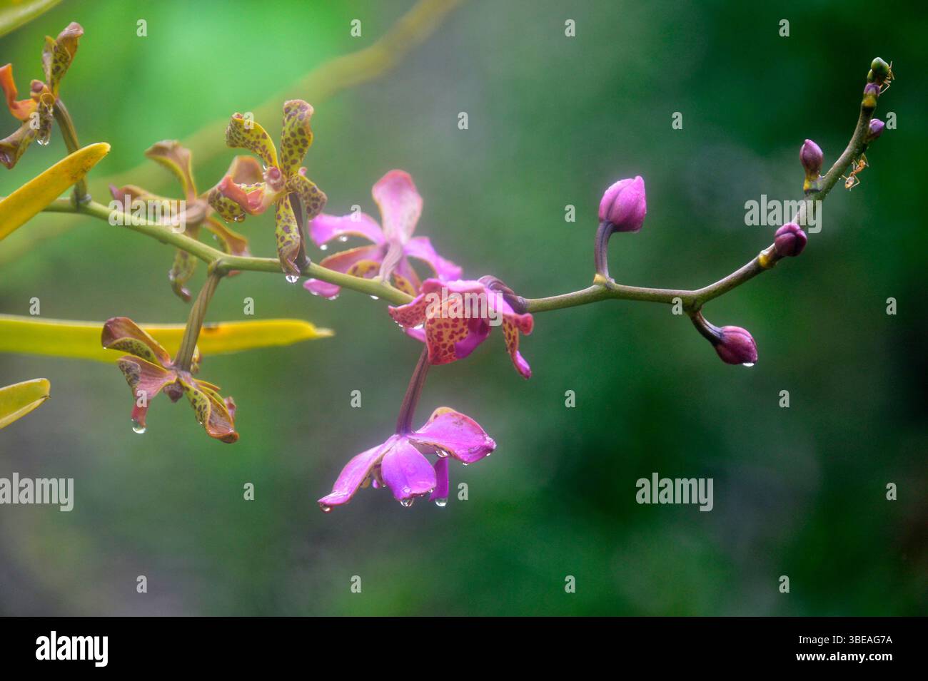 Flower in Raja Empat islands,West Papua province,Eastern Indonesia ...