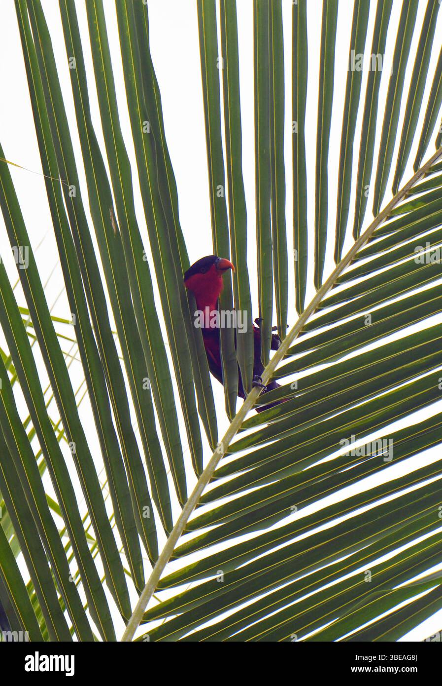 Red parrot bird on tree in Raja Empat islands,West Papua province ...