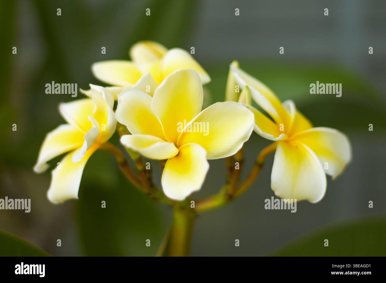 White and yellow flowers of the Plumeria/Frangipani tropical plant used ...