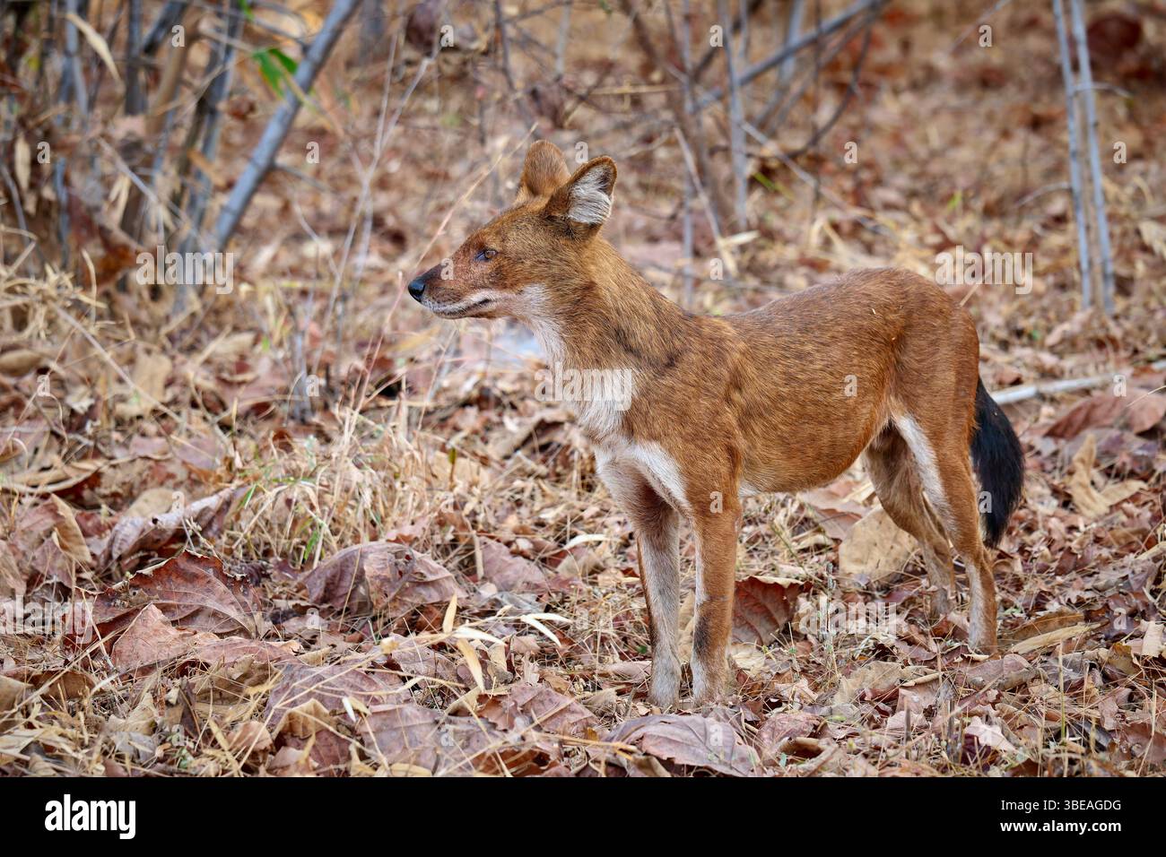 dhole (Cuon alpinus) or indian wild dog, Tadoba-Andhari Tiger Reserve ...