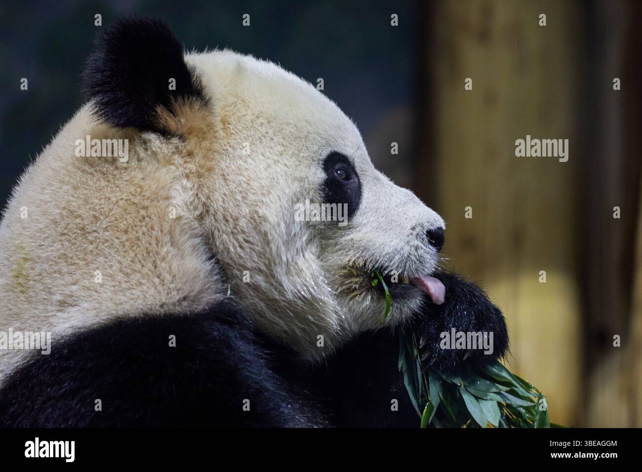 Qing Bao at the Smithsonian National Zoo in Washington, D.C Stock Photo ...