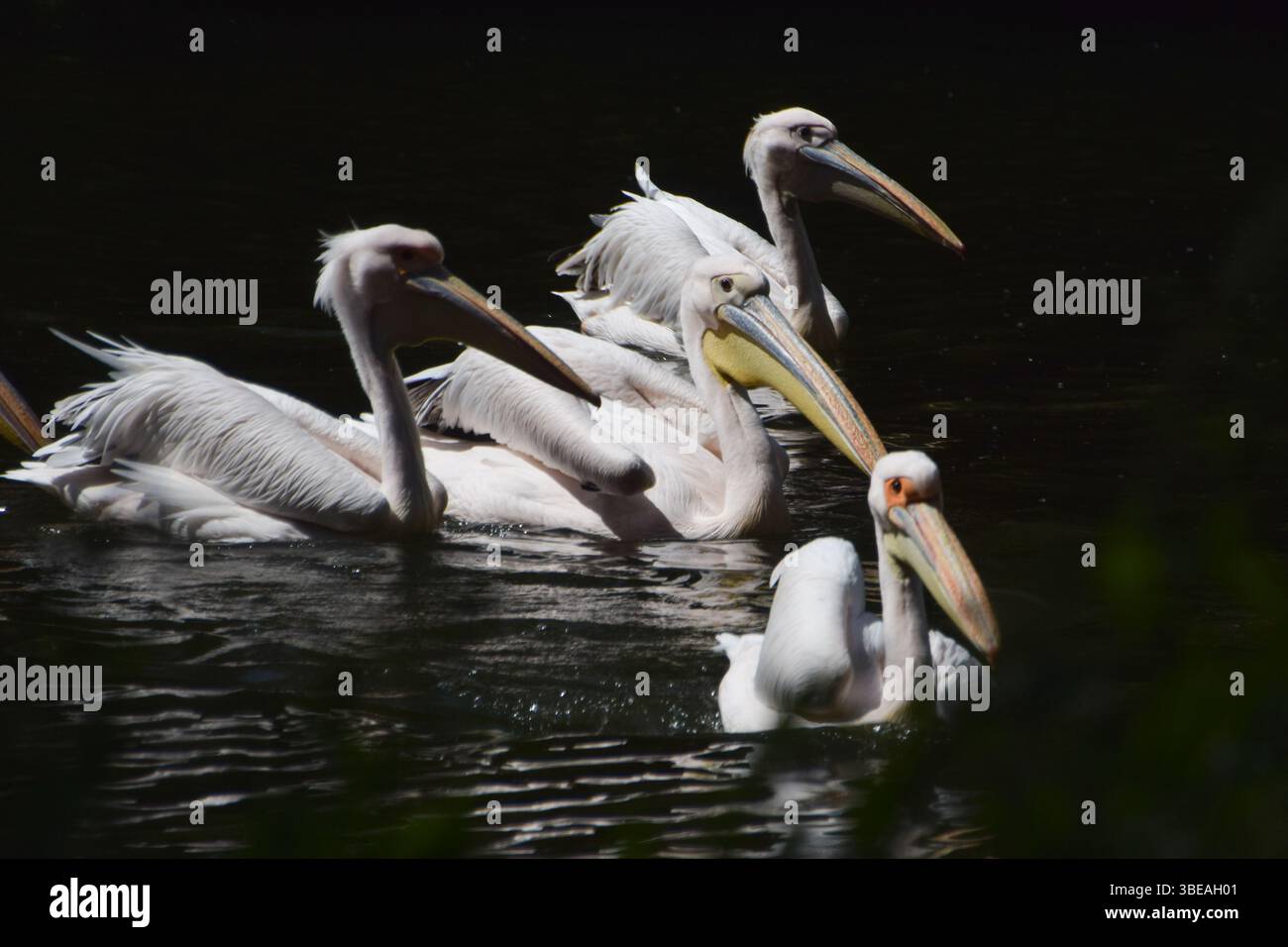 London, England, UK. 28th May, 2025. Pelicans in the lake in St James's ...