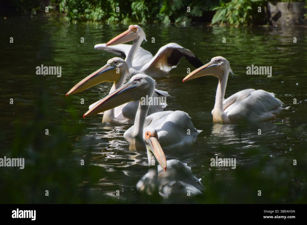 London, England, UK. 28th May, 2025. Pelicans in the lake in St James's ...
