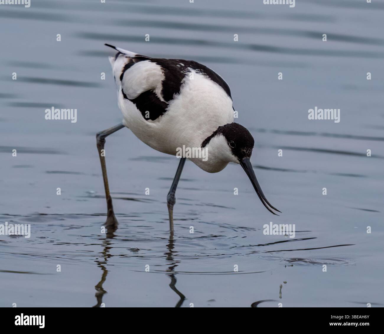 Avocet bird hi-res stock photography and images - Alamy