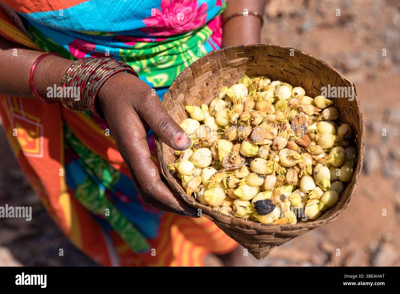 Local woman collecting fruits on the ground on a Dry burned plains of ...