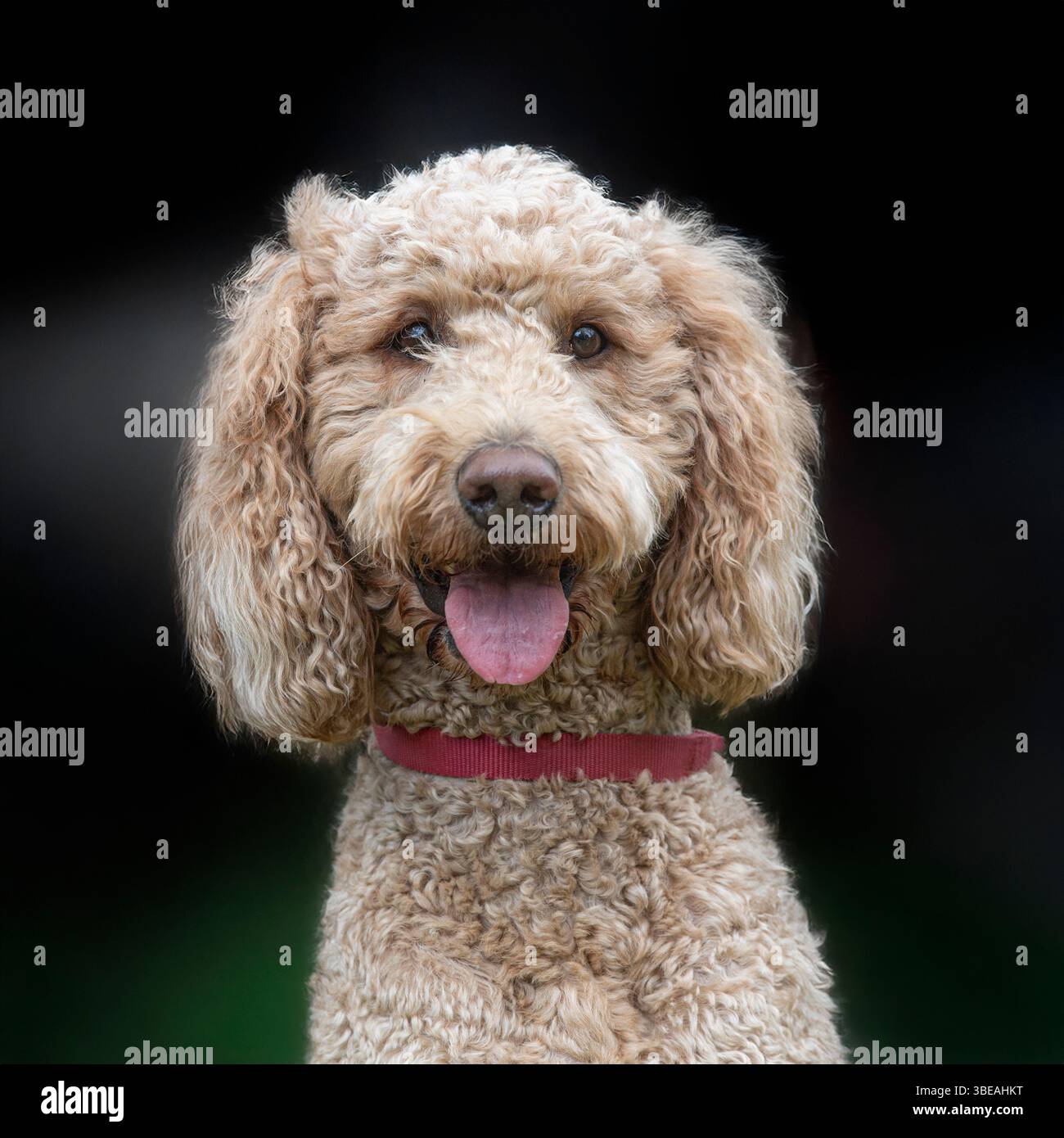 apricot standard poodle Stock Photo - Alamy