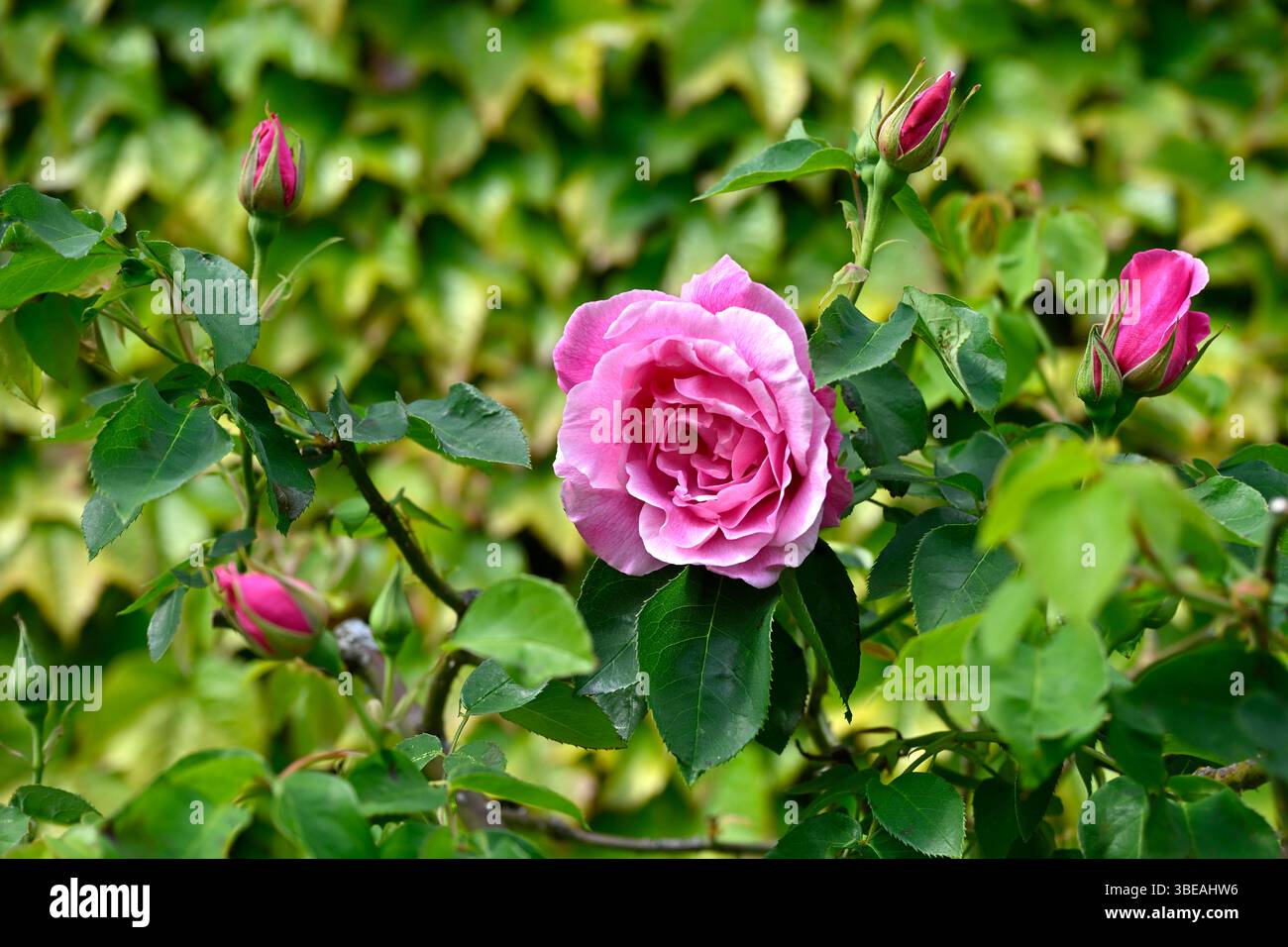 Pink early summer flowers of rose, rosa Madame Gregoire Staechelin aka ...