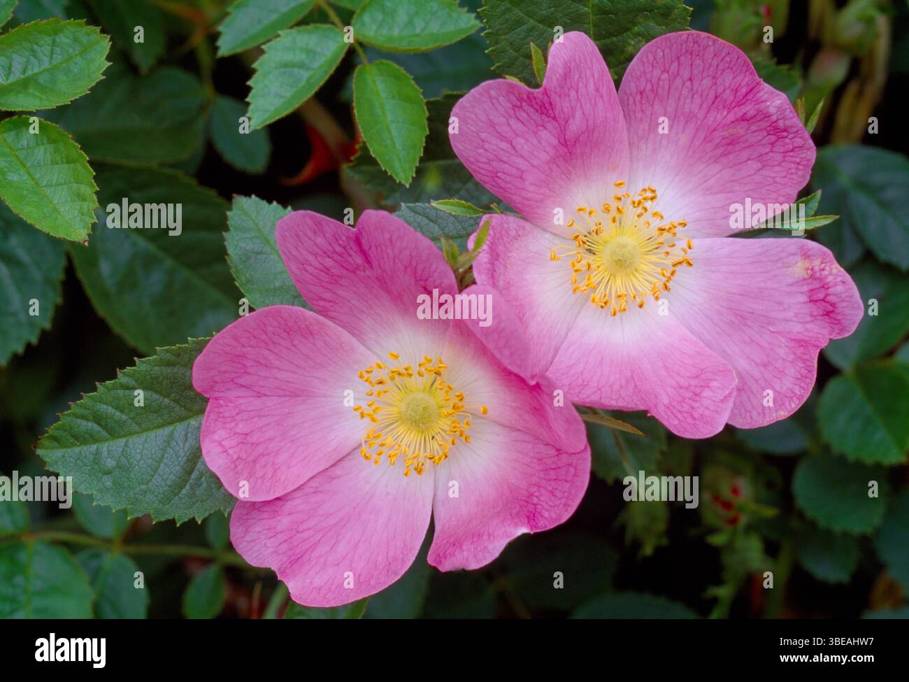 Dog Rose (Rosa canina) flowers on plant growing in a hedgerow between ...
