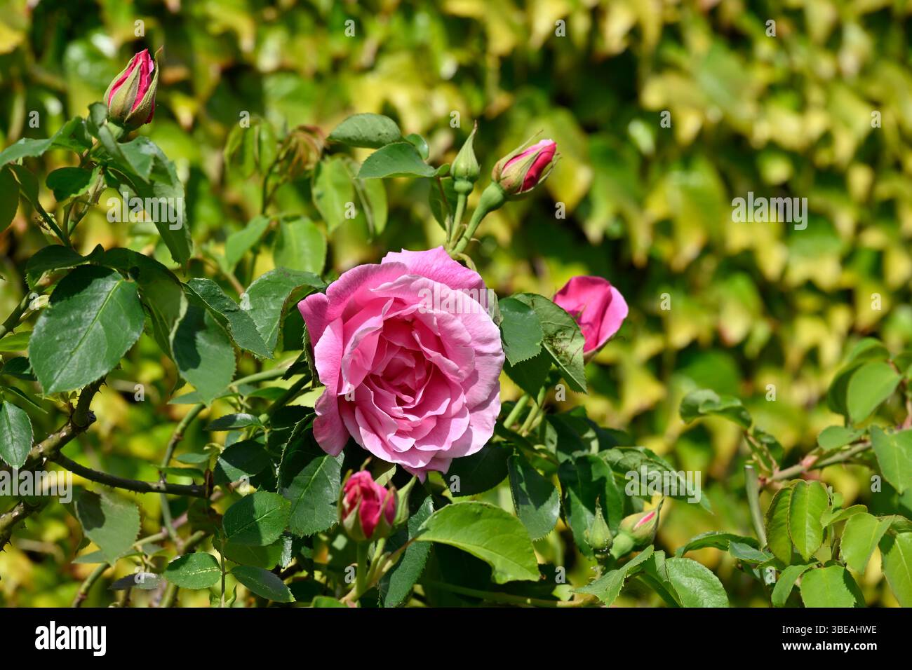 Pink early summer flowers of rose, rosa Madame Gregoire Staechelin aka ...