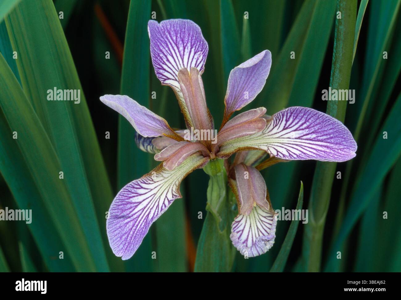 Stinking Iris / Gladdon (Iris foetidissima) close up of flower in ...