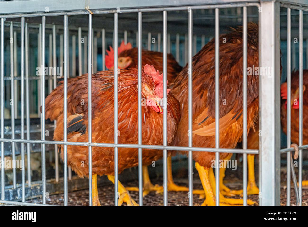 Close up of chickens in cages at large factory farm facility also known ...