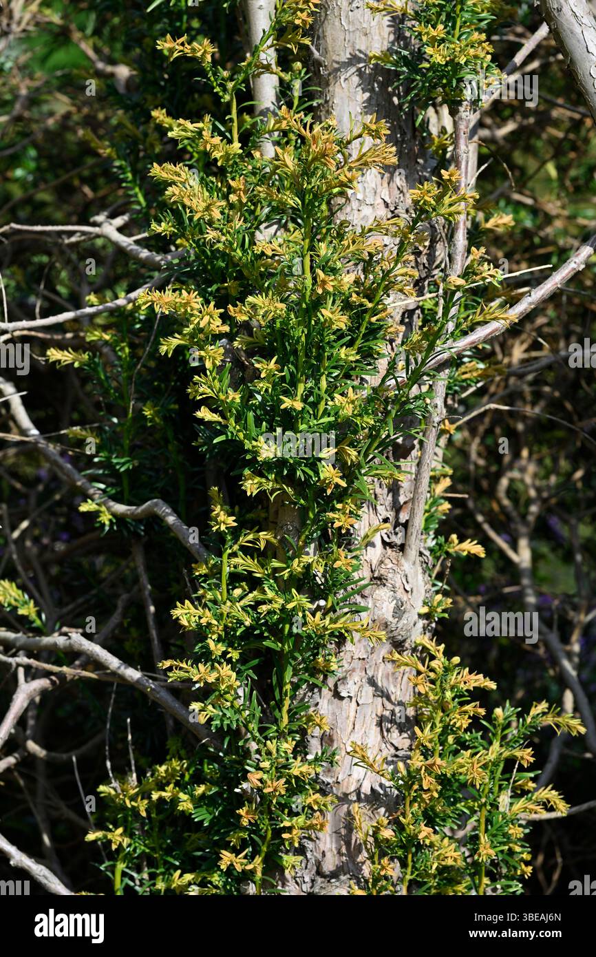 Yew hedge showing regrowth after cutting back / pruning UK gardemn May ...