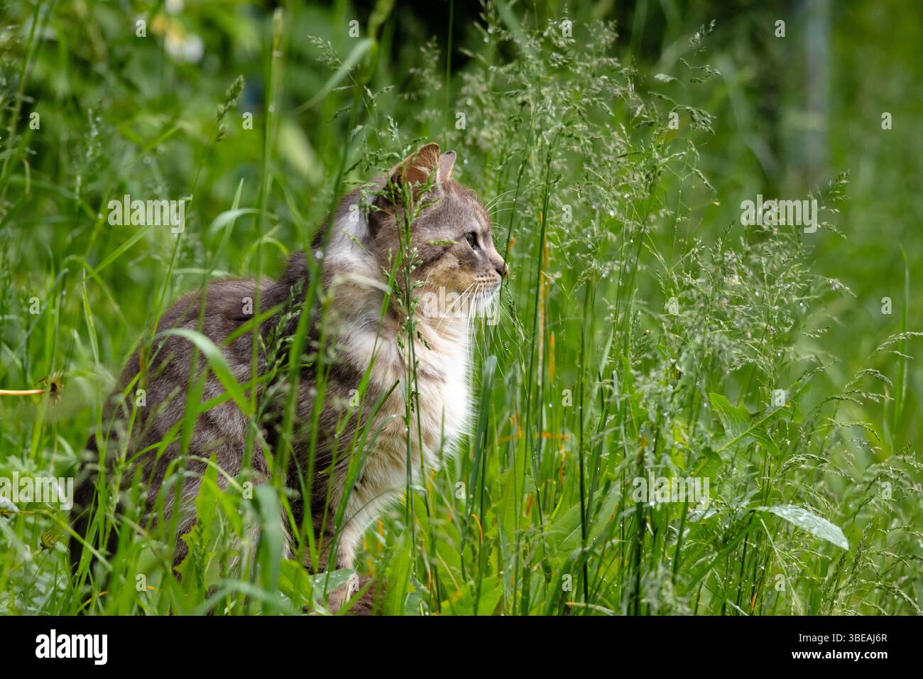 Close-up profile of a domestic tabby cat peering through tall grass. A ...