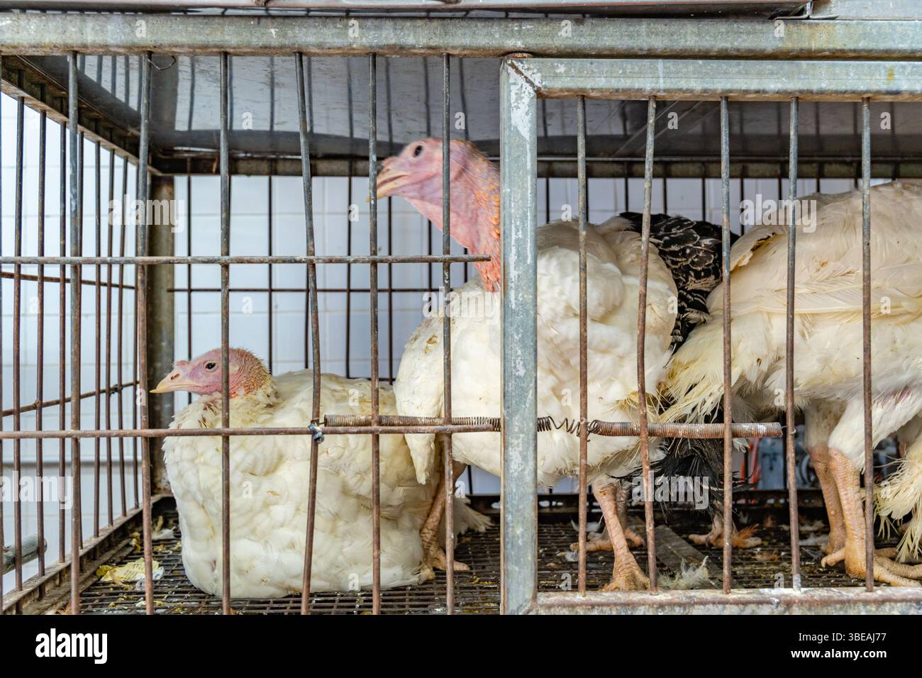 Close up of turkeys in cages at large factory farm facility also known ...