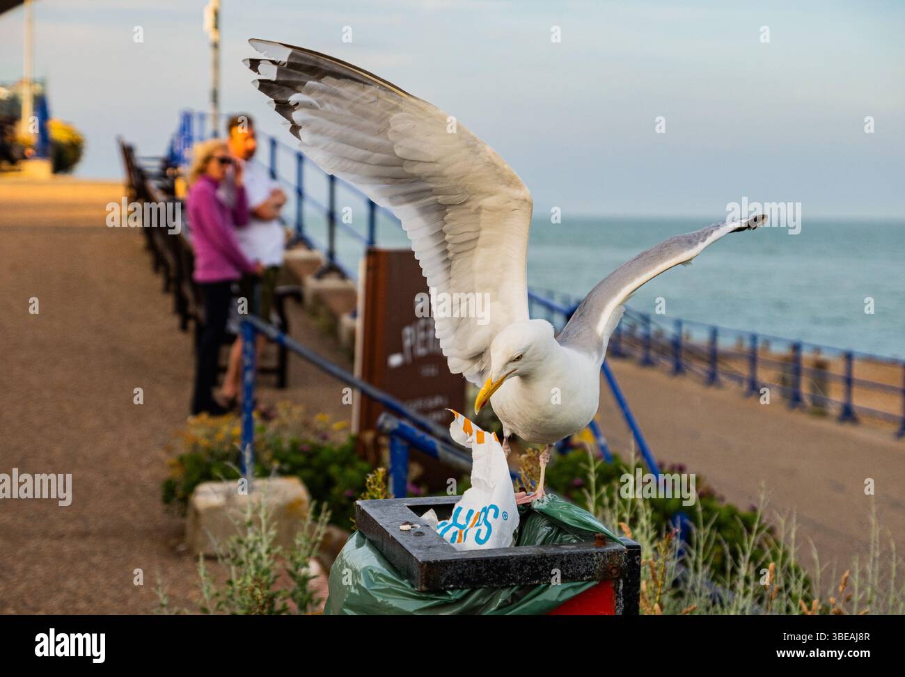 Seagull Searching for Food in Rubbish Bin Stock Photo - Alamy