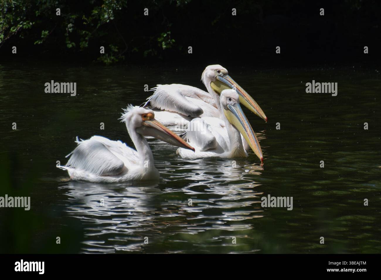 London, UK. 28th May 2025. Pelicans in the lake in St James's Park. Six ...