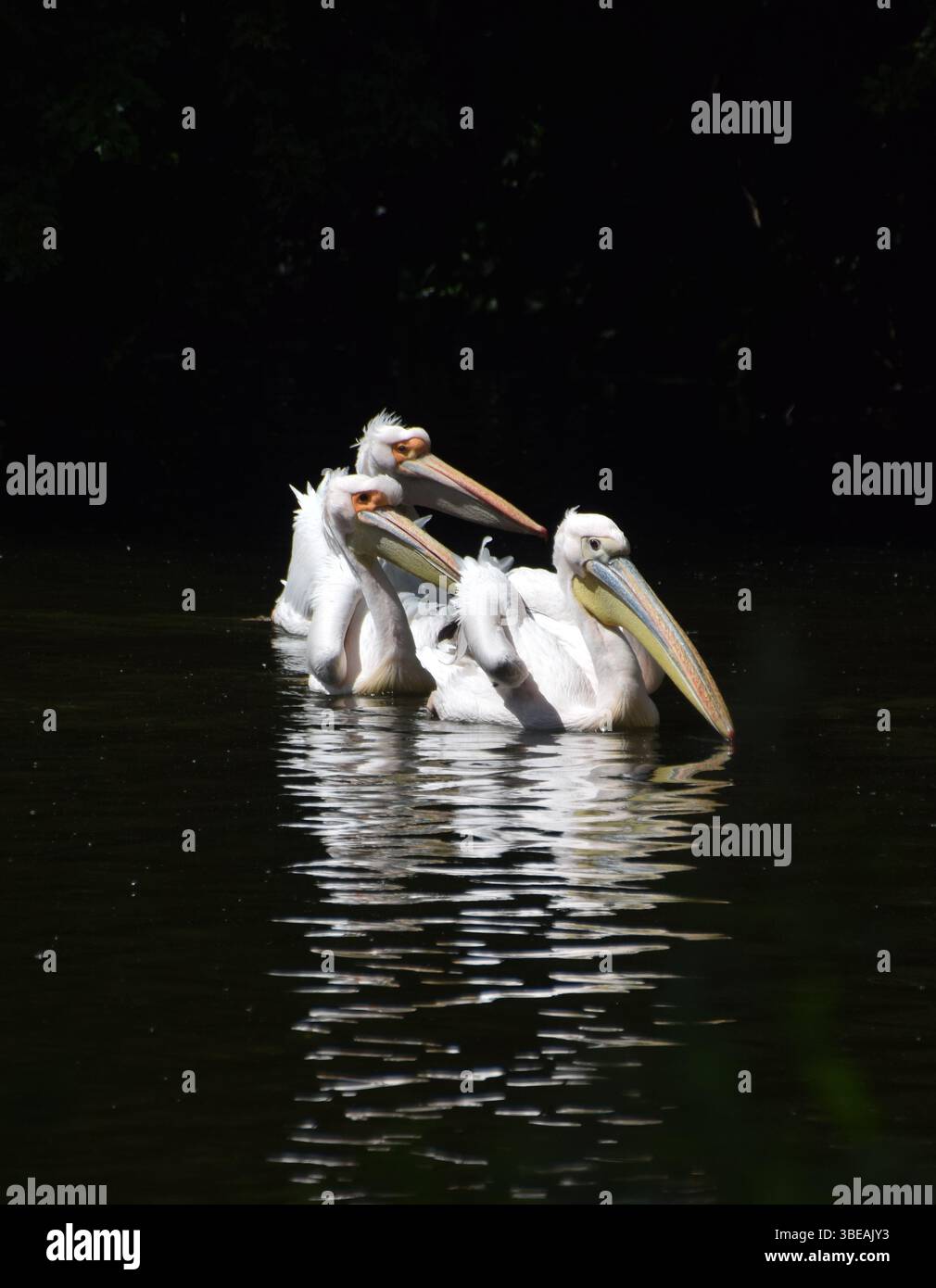 London, UK. 28th May 2025. Pelicans in the lake in St James's Park. Six ...