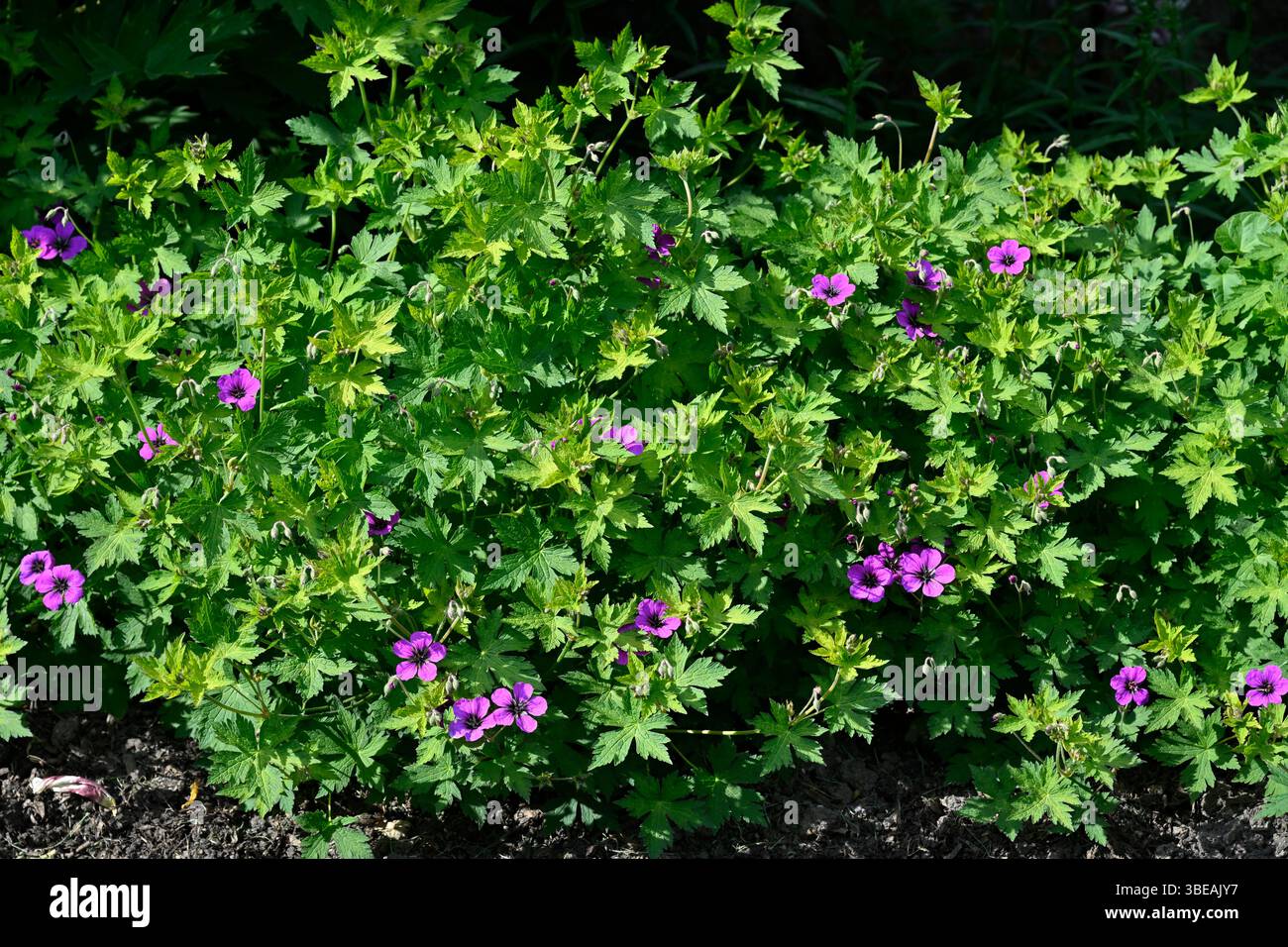 Geranium psilostemon hi-res stock photography and images - Alamy
