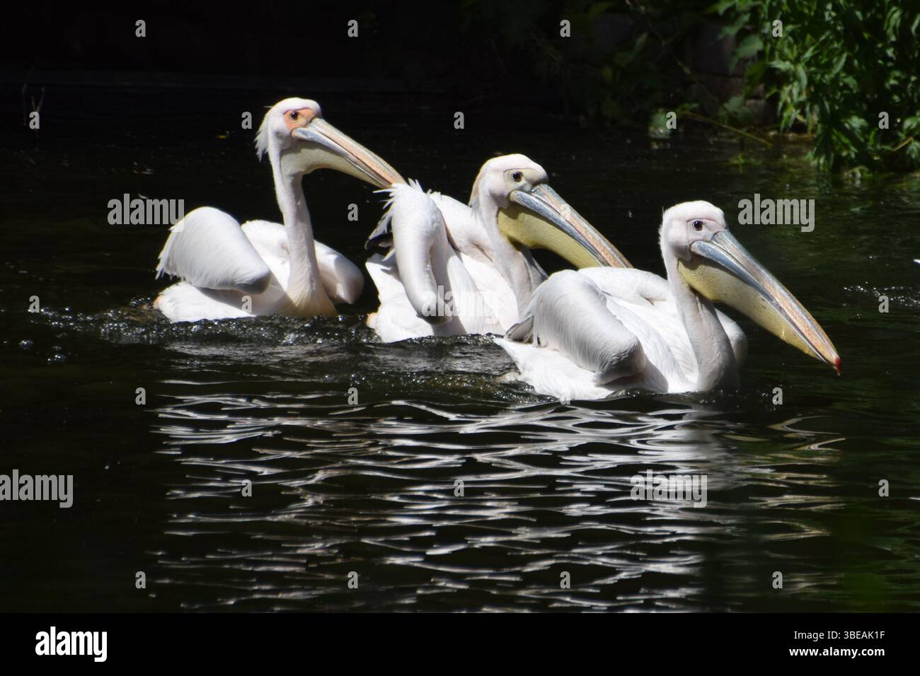 London, UK. 28th May 2025. Pelicans in the lake in St James's Park. Six ...