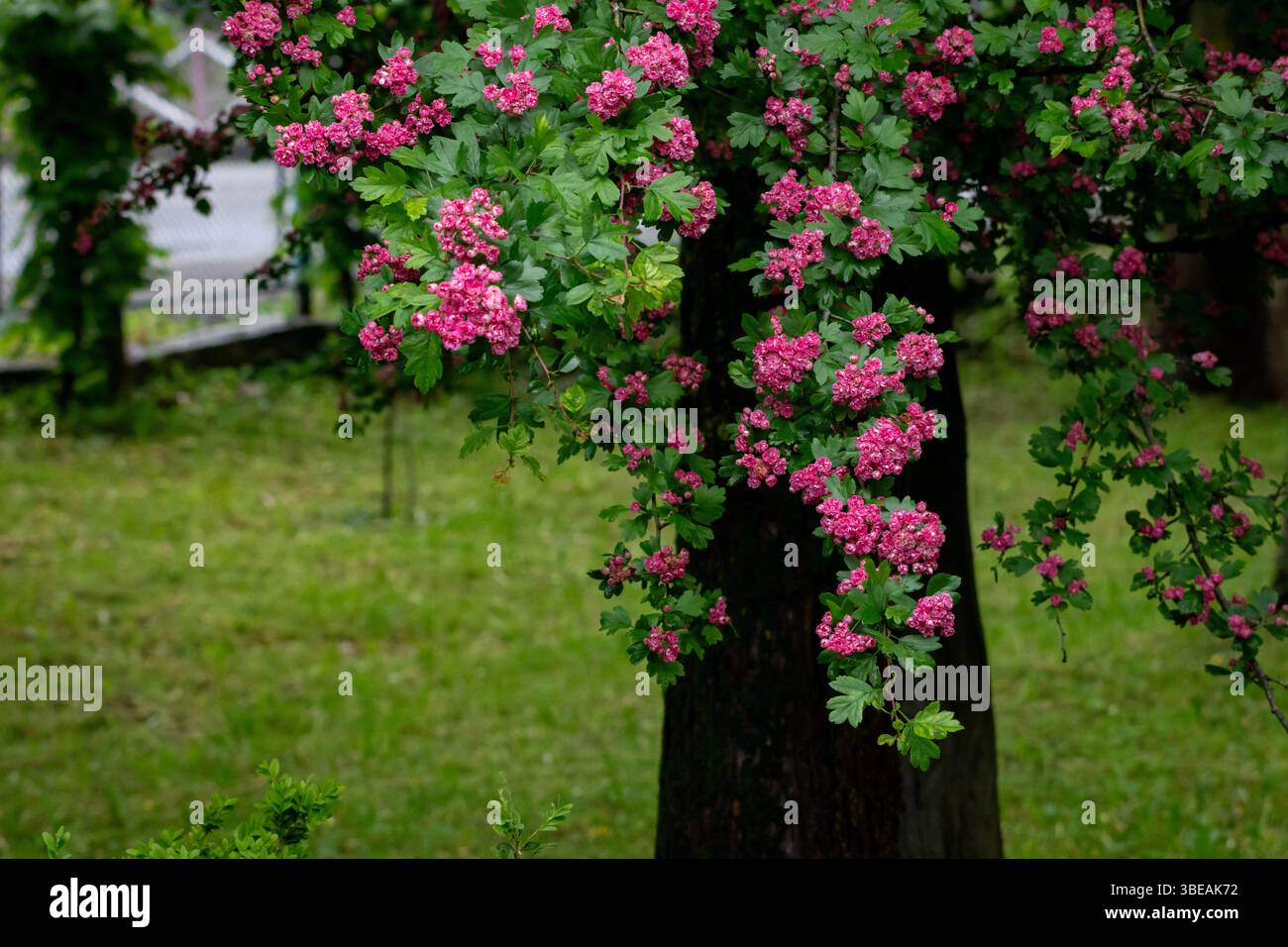 Hawthorn tree garden hi-res stock photography and images - Alamy