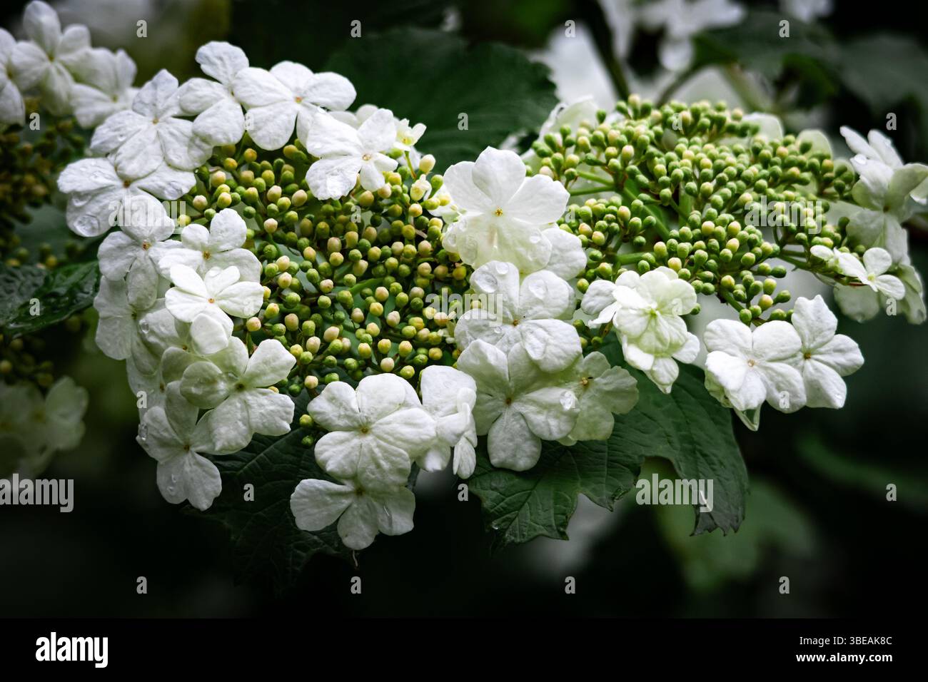 Close-up of blooming white viburnum with fresh green buds and lush ...